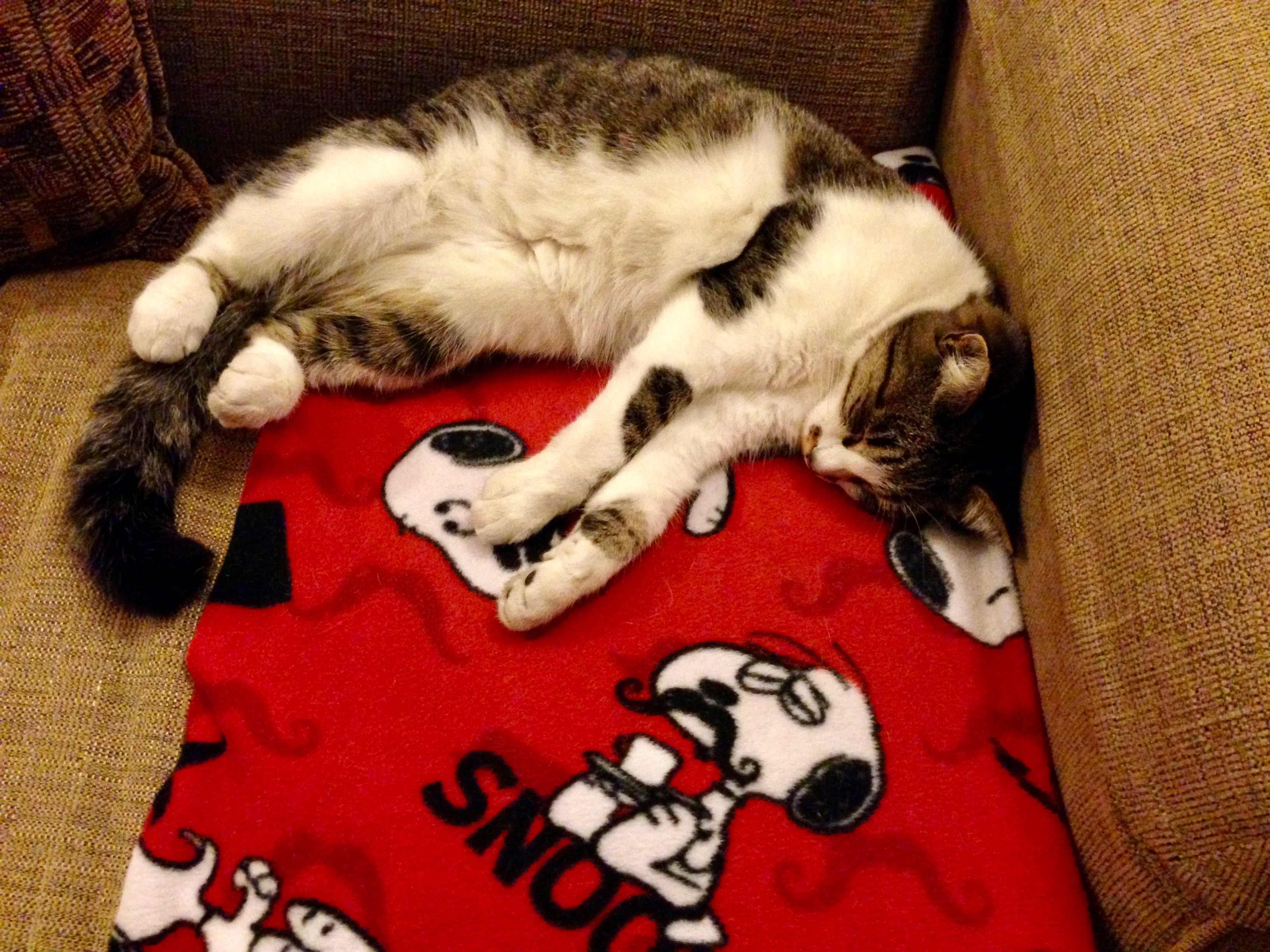 Spirit Kitty | Andrew's View of the Week